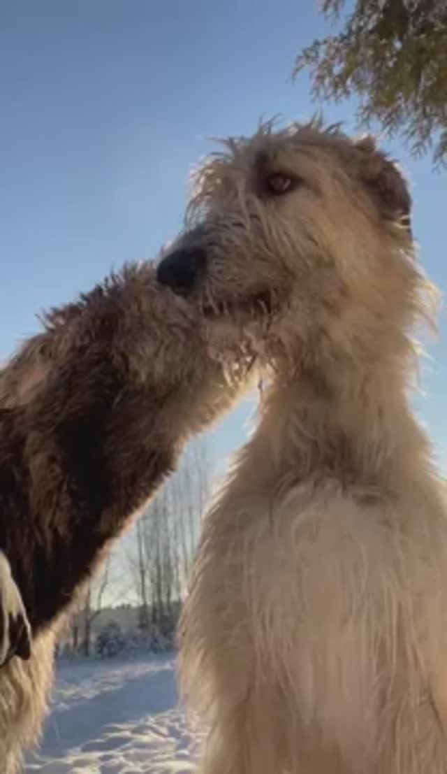 Драконы....они такие...🔥🔥🔥