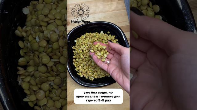 #SHORTS | #Проращивание #Чечевица #ЗелёнаяЧечевица #Рецепт #Веганство #ВеганскийРецепт #Бобовые