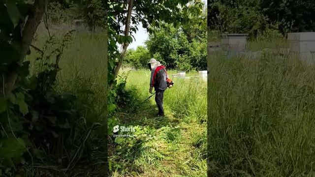 выкашиваем пасеку #Mowing the apiary #косим траву #mowing the grass #триммер