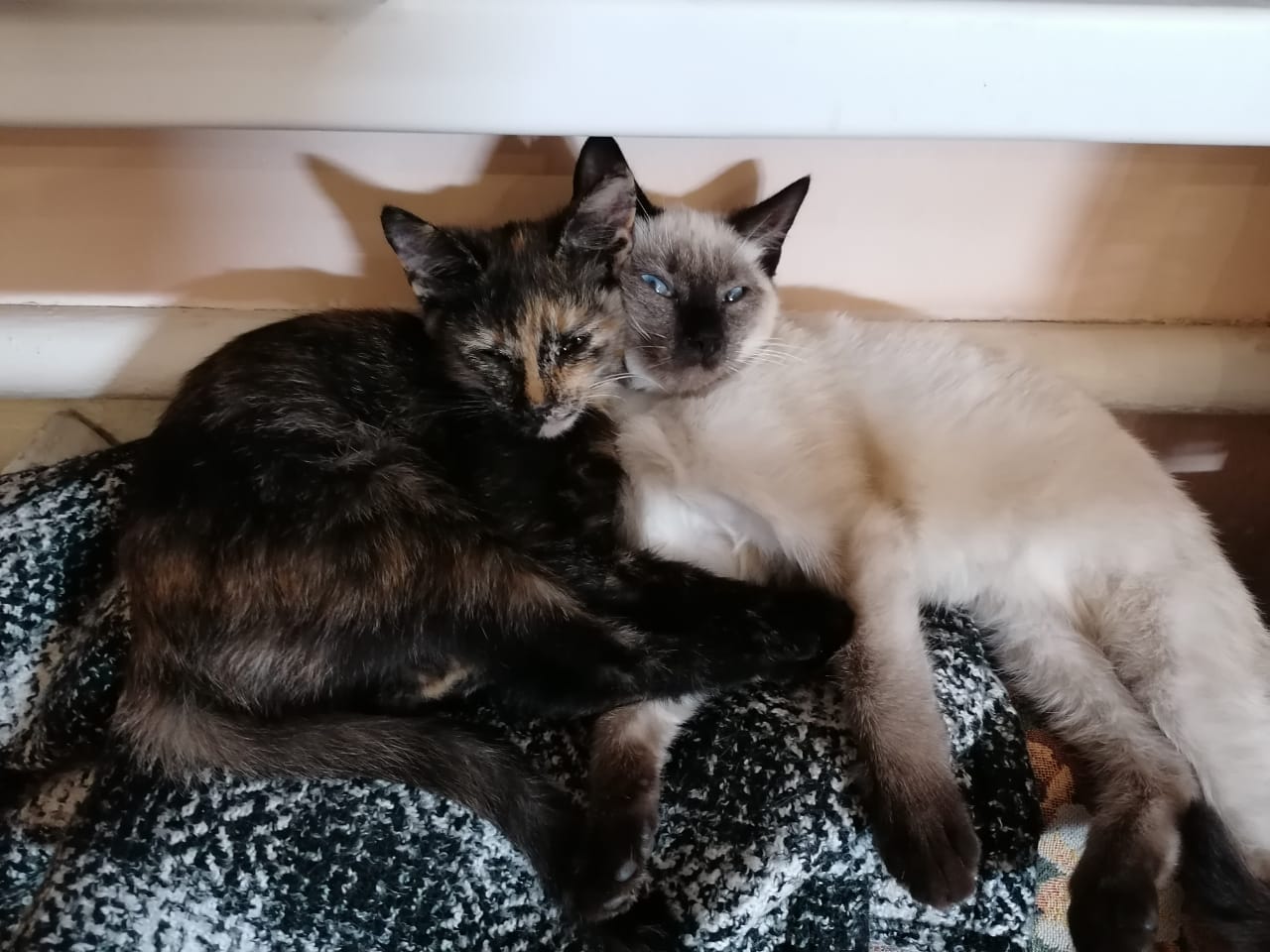 #444 Шаня и Леопольд в фильме про домашних  животных