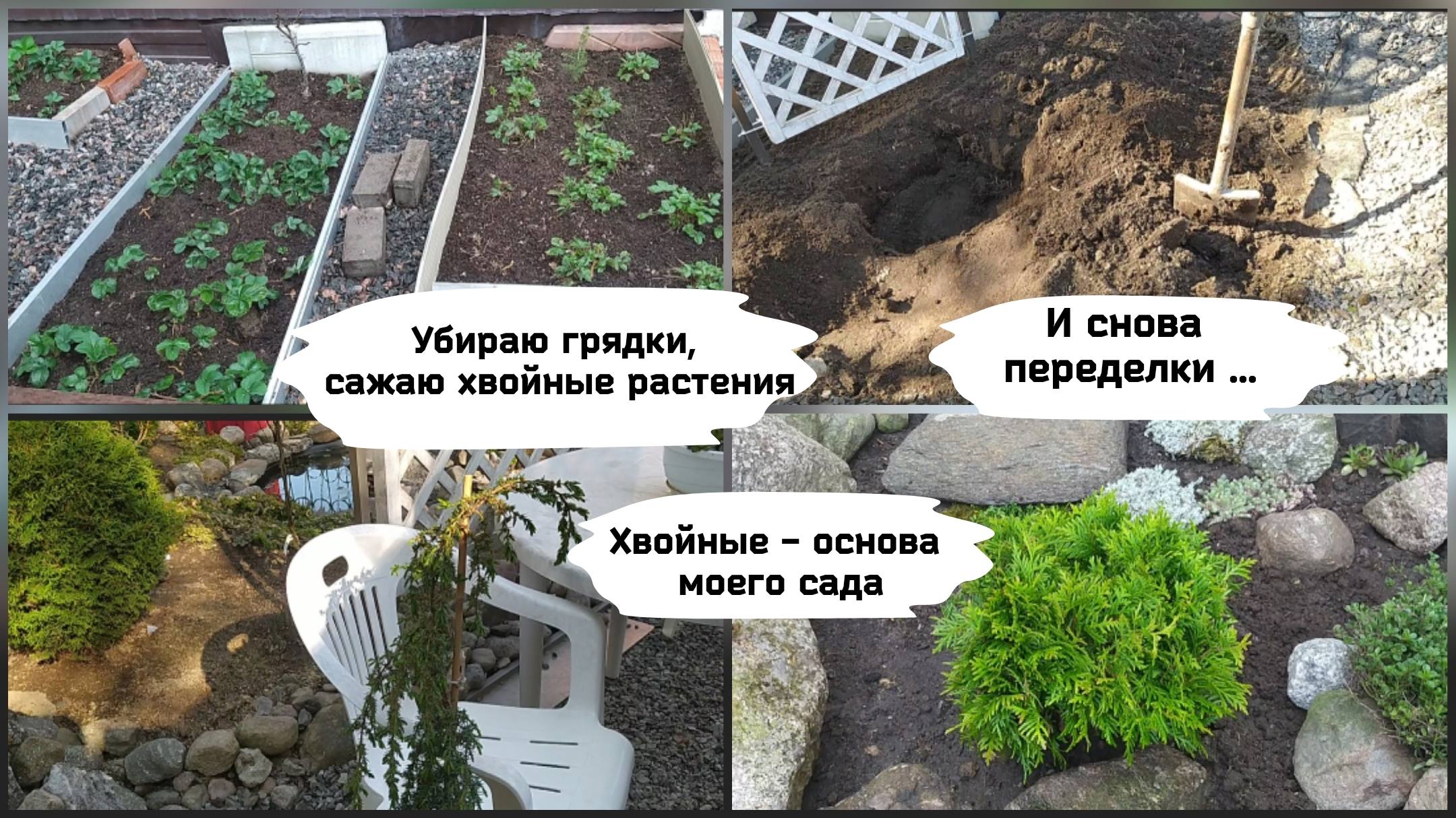 Убираю грядки и сажаю хвойные растения.Переделки в саду.