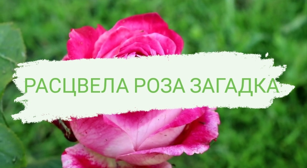 РАСЦВЕЛА РОЗА ЗАГАДКА?