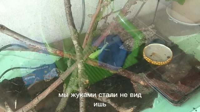 не понимаю своих богомольчиков