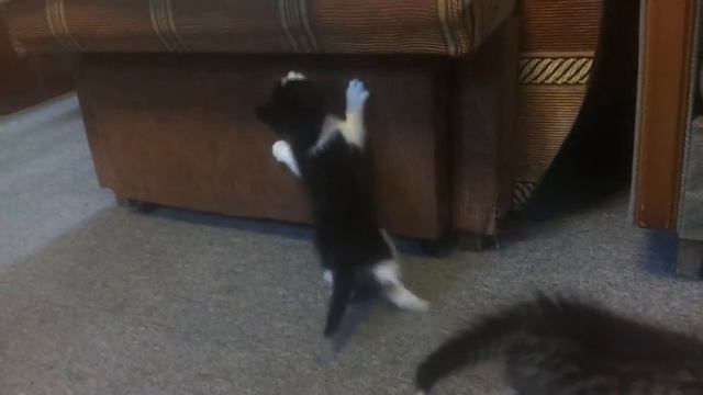 котята сосут мамку, а потом играются.mp4