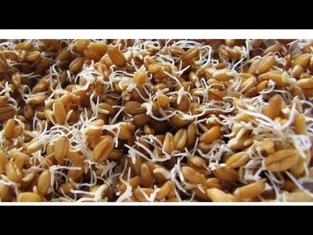 Индюки хорошо растут на пророщеном зерне//Как проращивать зерно и давать его птице.