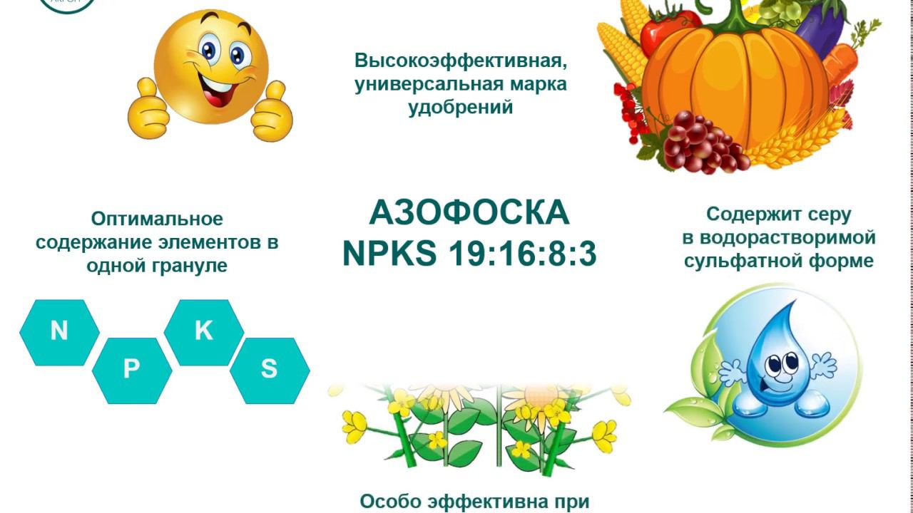 Как получить высокий урожай подсолнечника? NPKS 19:16:8:3