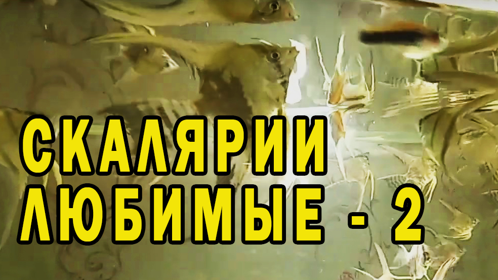 Скалярии любимые - 2