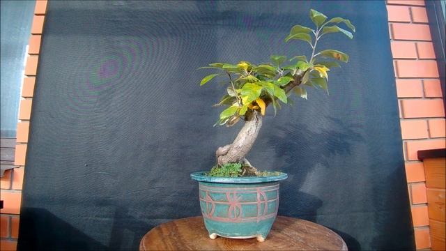 Бонсай рябина круглолистная  или мучнистая ария Магнифика Sorbus aria Magnifica осень 2022 год