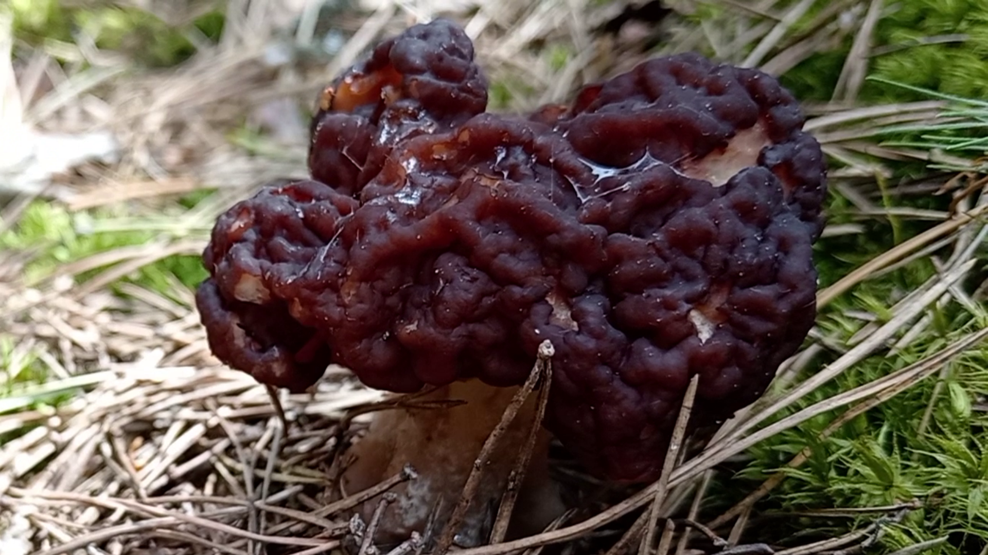 Строчки появляются (01.05.2024 года)