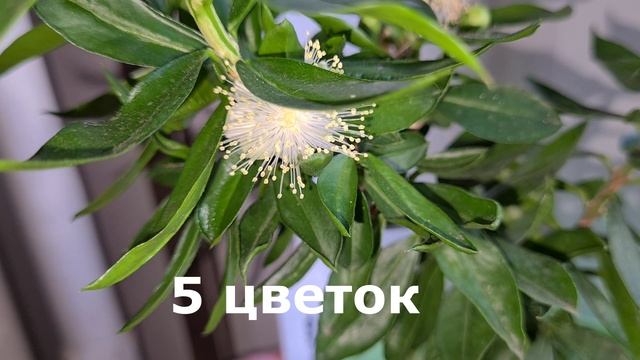 Боэтика зацвел 10 цветов