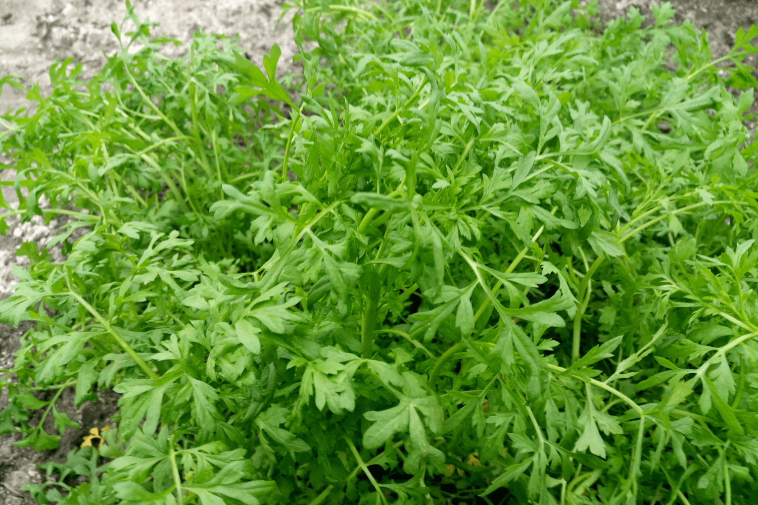 Кресс-салаты. Посев разных видов. От первых всходов до урожая зелени