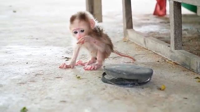 ?Обезянки&Monkeys?