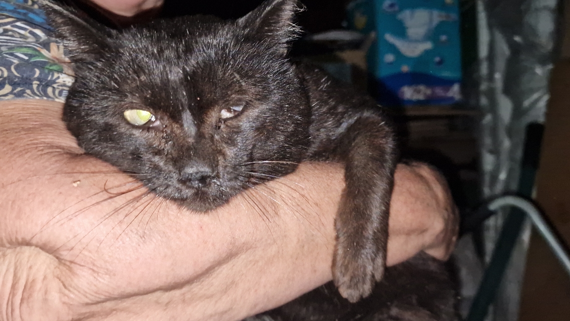 ?Кот сильно заболел и ждал смерти забившись в тёмном сарае | Четыре года ждал что кто-то его приюти