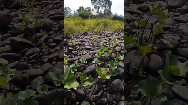 Хариус Рыбалка #хариус #fishing #fish #спининг #рыбалка #fishingvideo #лето