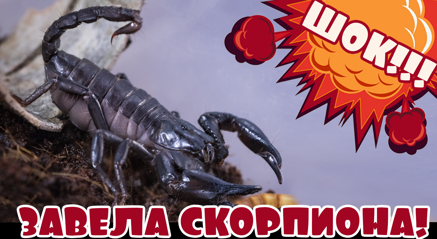 ШОК! СКОРПИОН ДОМАШНИЙ ПИТОМЕЦ! ( Heterometrus petersi или Азиатский черный скорпион )