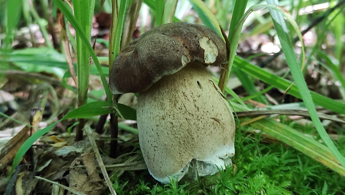 Белые грибы пошли в Подмосковье. Грибная разведка в четырёх районах МО. Часть 1. #грибы2022