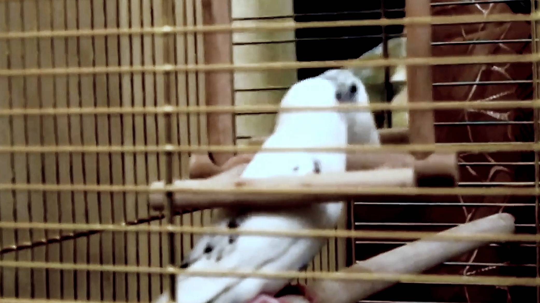 Морозко и отражение. Морозко любит играть с зеркальцем!