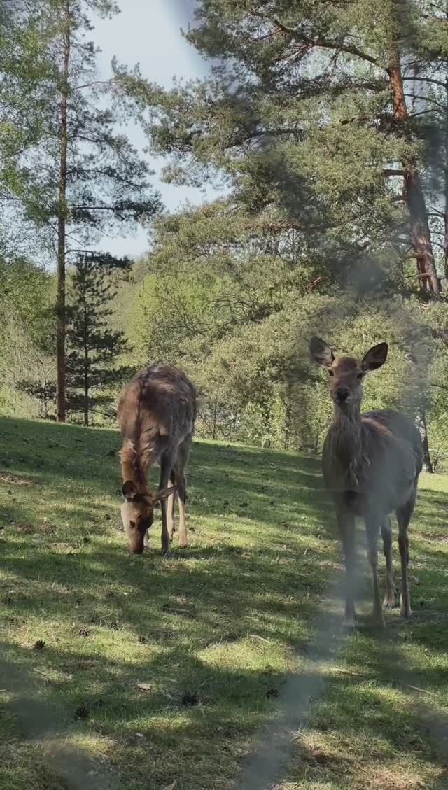 Оленья гора / Псковская Область #путешествуйтепороссии