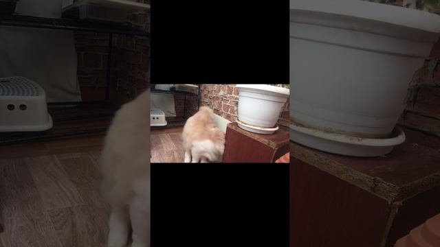 Масякины будни