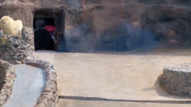 Как куница, львица, пингвины, белый медведь и фламинго переживают жару в ижевском зоопарке