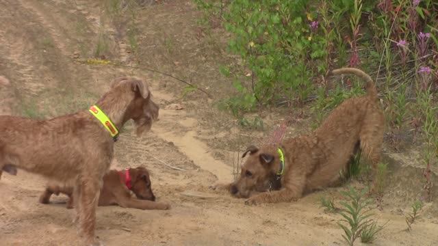 Ирландские терьеры : 4 сезона :   "осень втроём"
