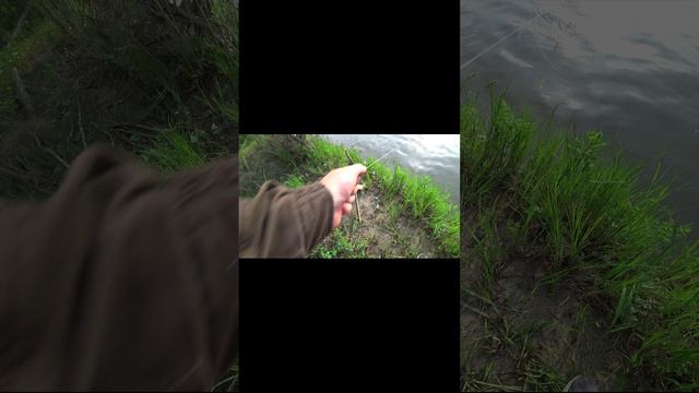 Мощная поклевка, ПОДСЕЧКА и ОН на берегу#shorts