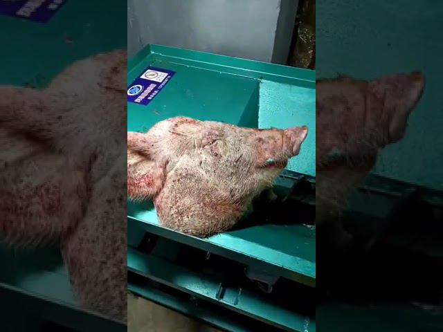 Промышленная мясорубка-монстр MS180 перемалывает половину свиной головы!