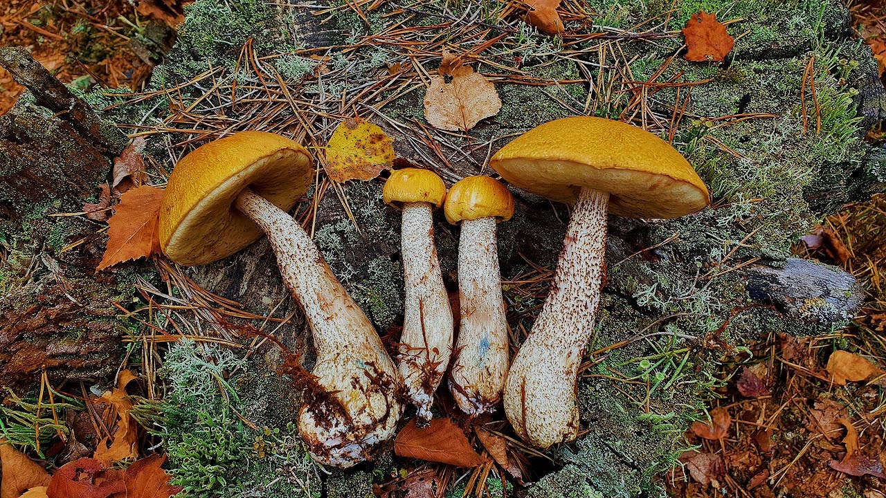 Я ПОПАЛА! МОРЕ ПОДОСИНОВИКОВ! ВЫХОД белых грибов