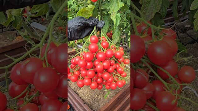 Томат, который завалит вас урожаем розовых черри бусинок