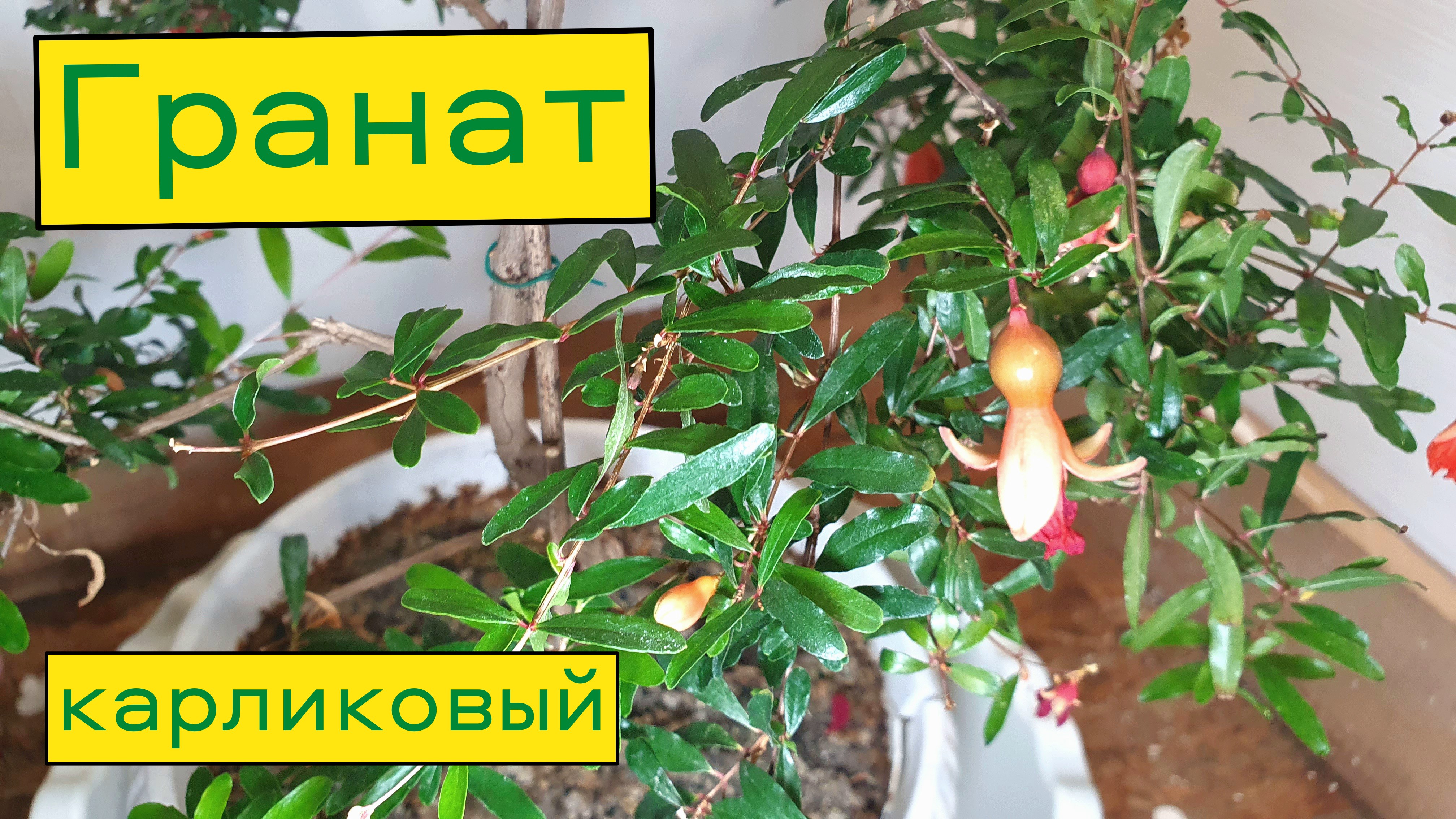 Гранат карликовый