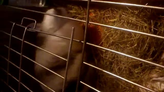 Выпустите меня на волю.mp4