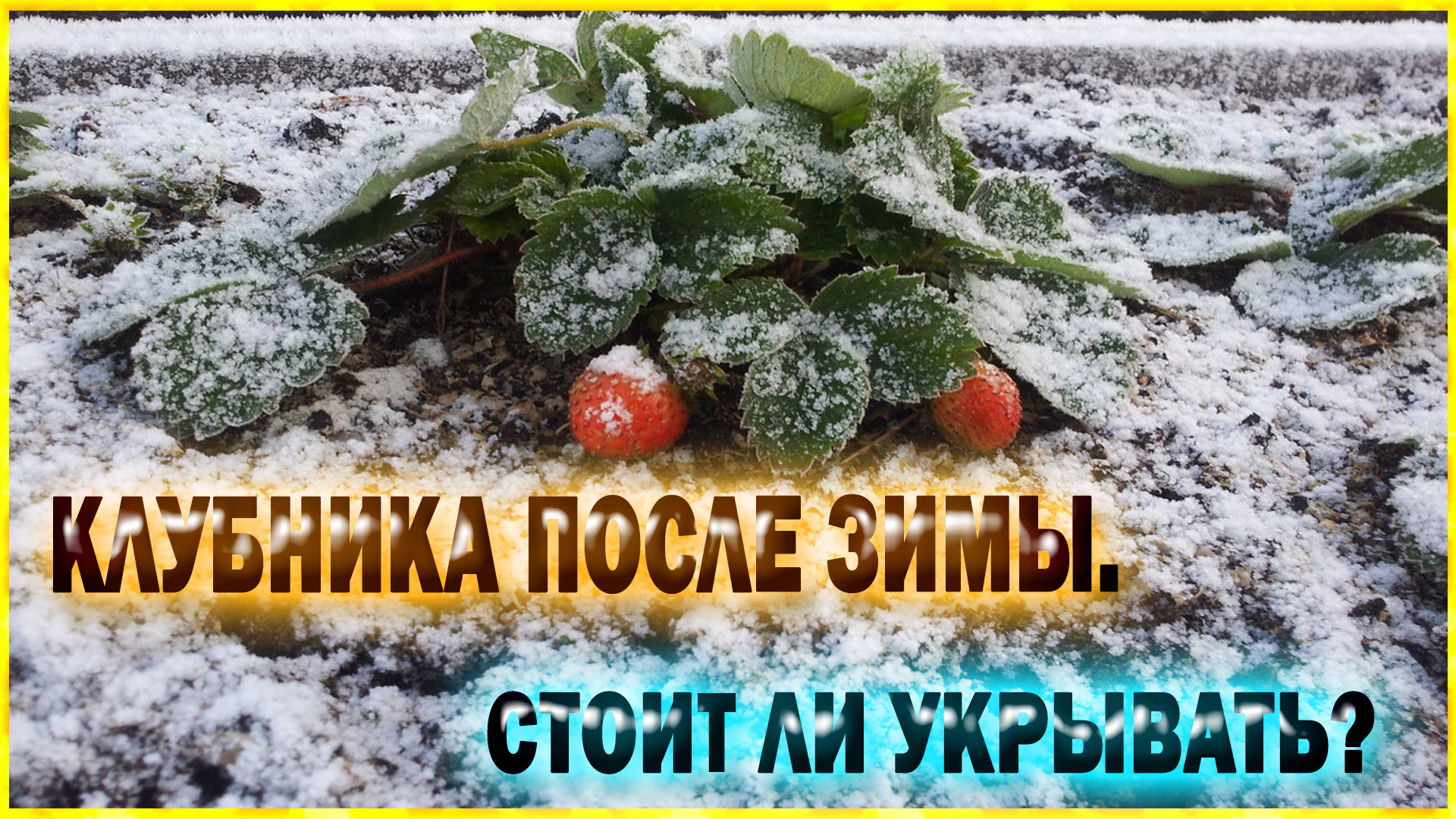 Как сохранилась клубника после зимы.