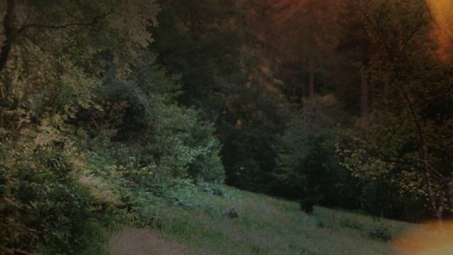 БерегиЛес.РФ