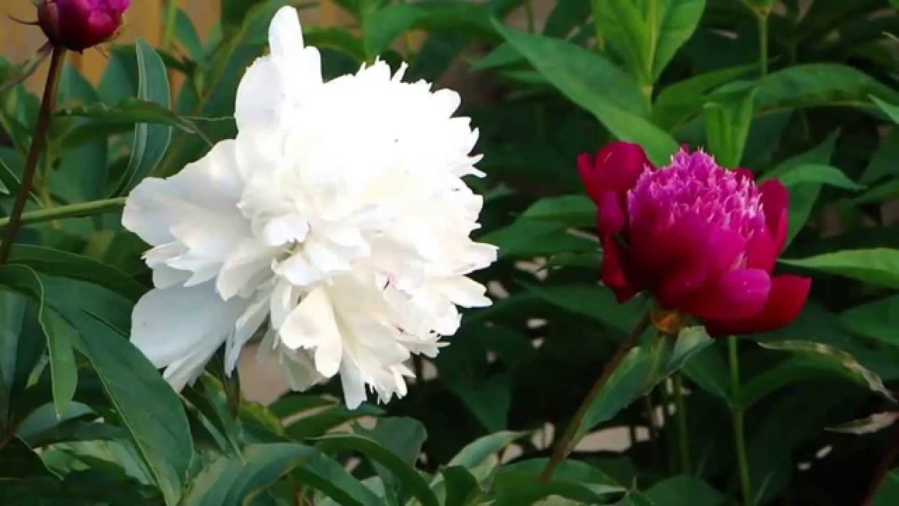 Июнь  Садовые и полевые цветы