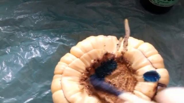 Гладиолусы,Когда доставать луковицы .