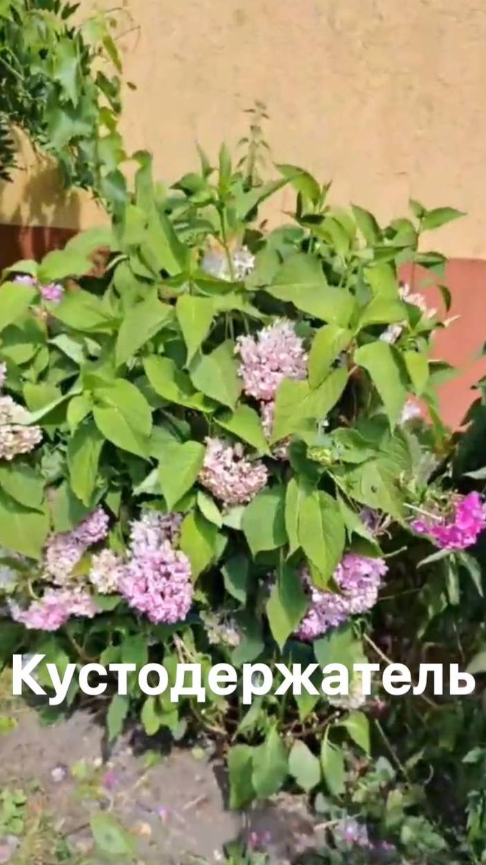 Кустодержатель 

#дача_#сад_#дачасадогород_#огород_#грядки_#garden