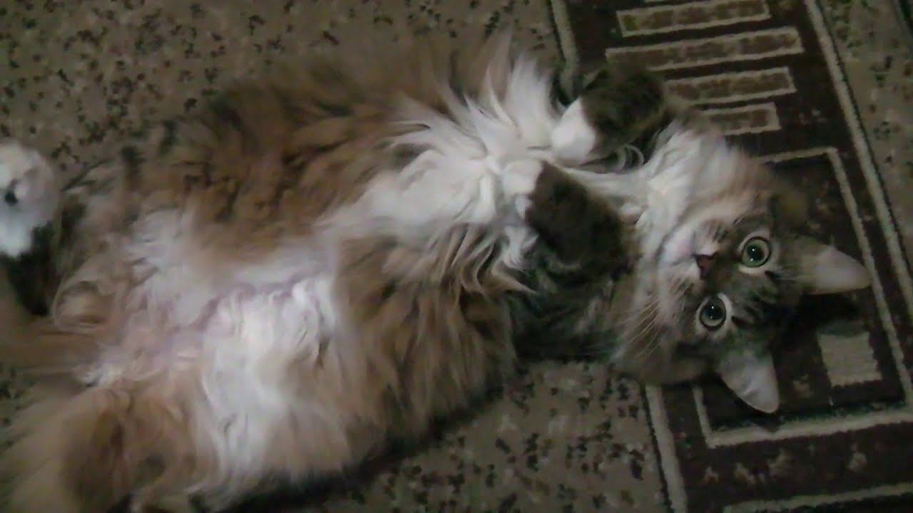 Василиса изображает зайку