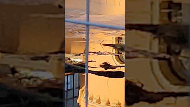 ВОРОНА принимает вечернию ванну на закате