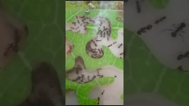 Муравьев застали врасплох!