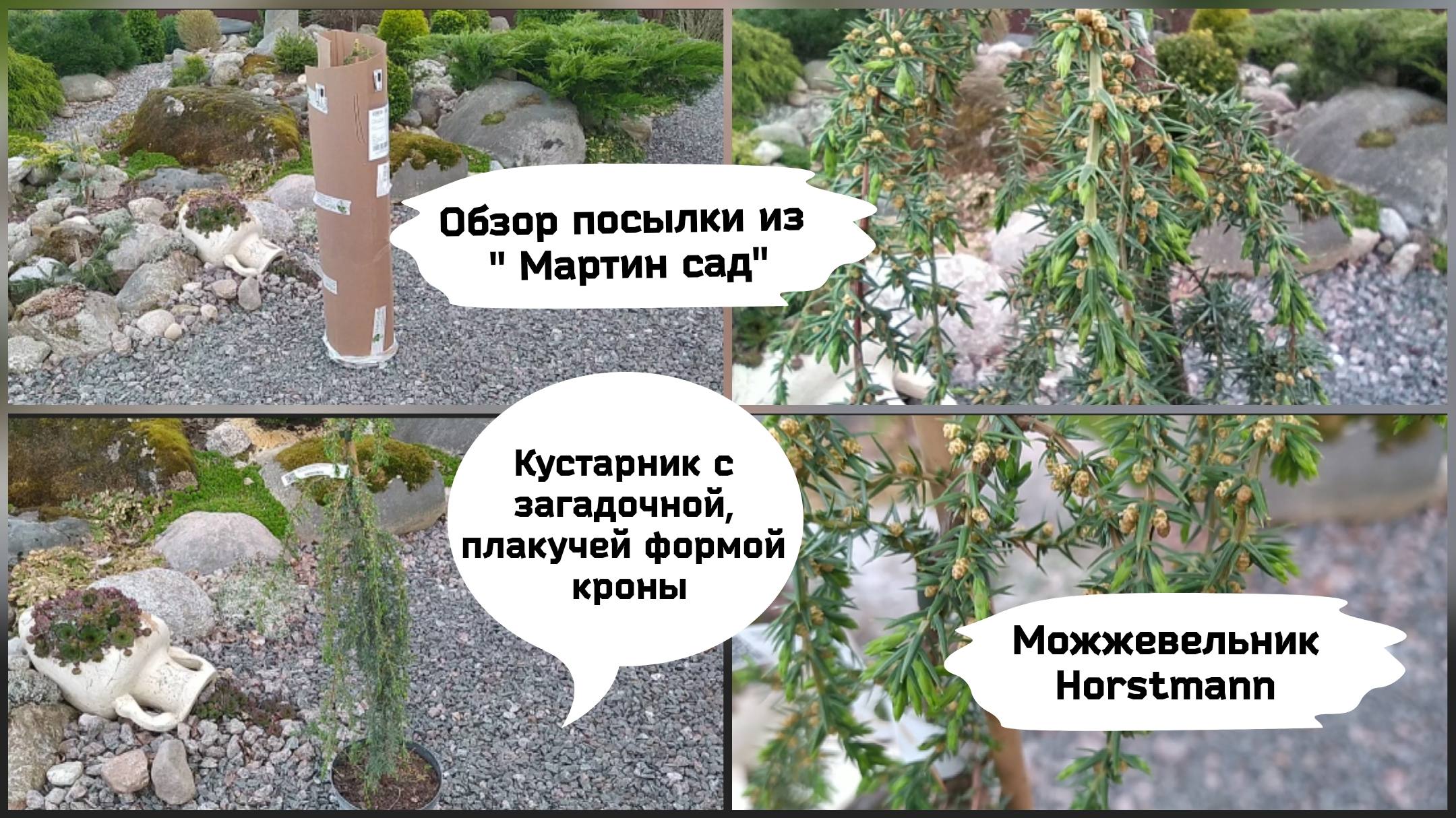 Обзор посылки из "Мартин-Сад".
Можжевельник обыкновенный Хорстманн.