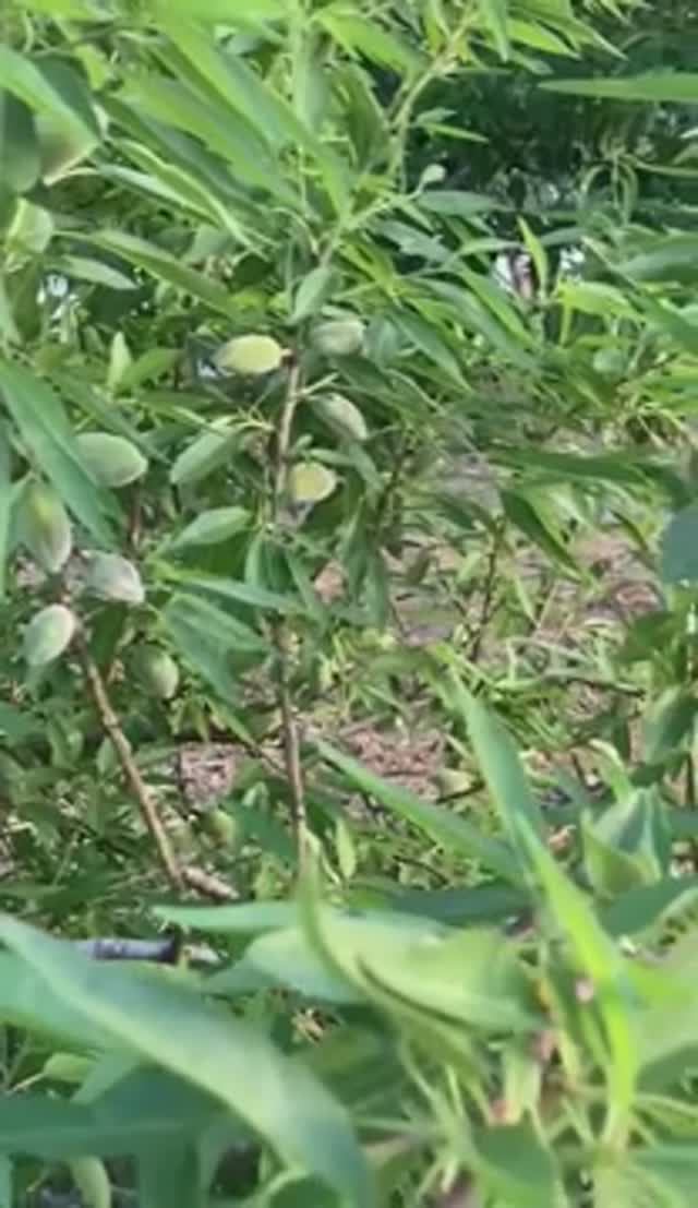 Орех пекан. Очень вкусный!!! Израиль