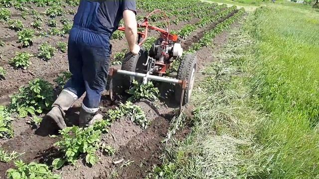 Обработка междурядий картофеля мотоблоком 2022г