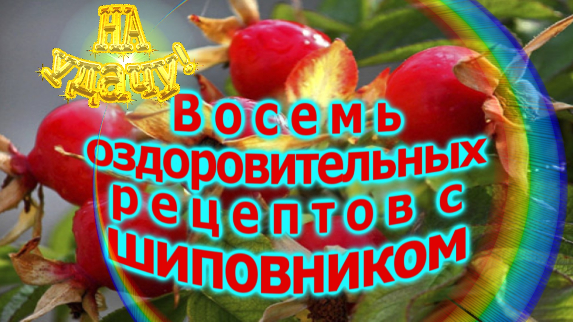 8 оздоровительных рецептов с шиповником