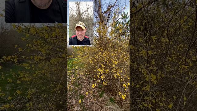 Форзиция - шикарный весенний кустарник #питомник #лаванда #агроном