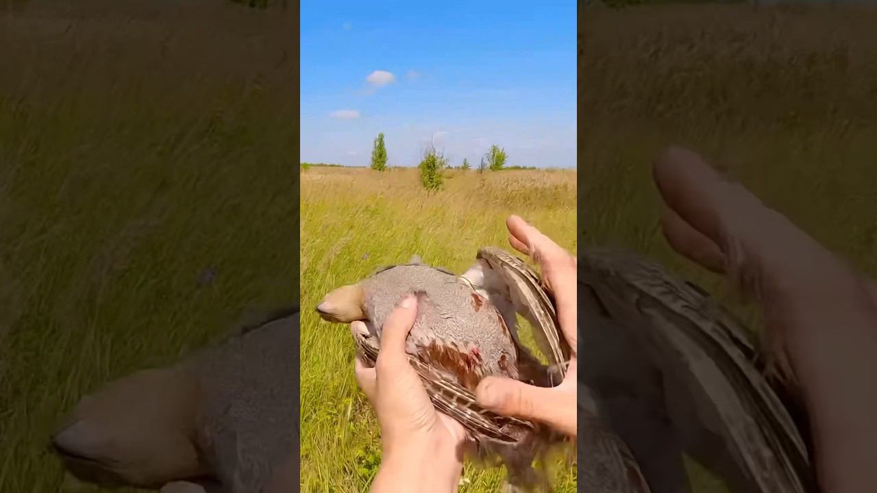 Охота на куропатку, дратхаар Сола / Partridge hunting German Wirehaired Pointer Sola #huntingrussia