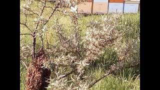 #1. Роение на пасеке. Поймали рой.