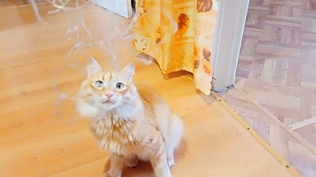 Барсик: это не леска, это игрушка