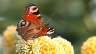 "Бабочка" (Коренблит - Фет). Мегапроект "Экология русского языка. Синтез слова и музыки"