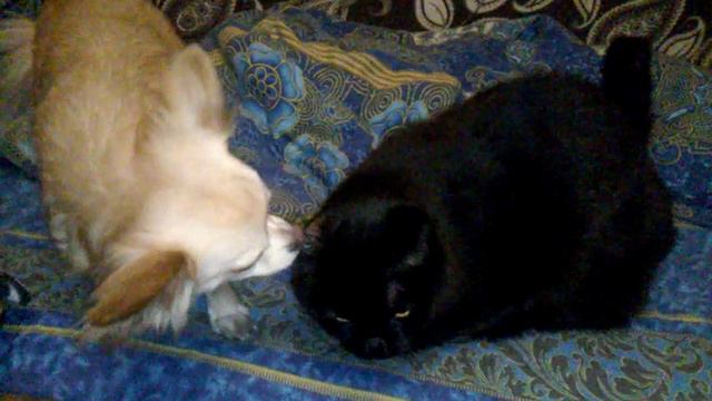 Филя и Барсик 27.12.2017