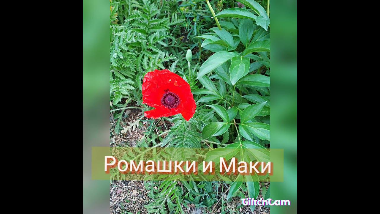 Ромашки и Маки Daisies and Poppies
